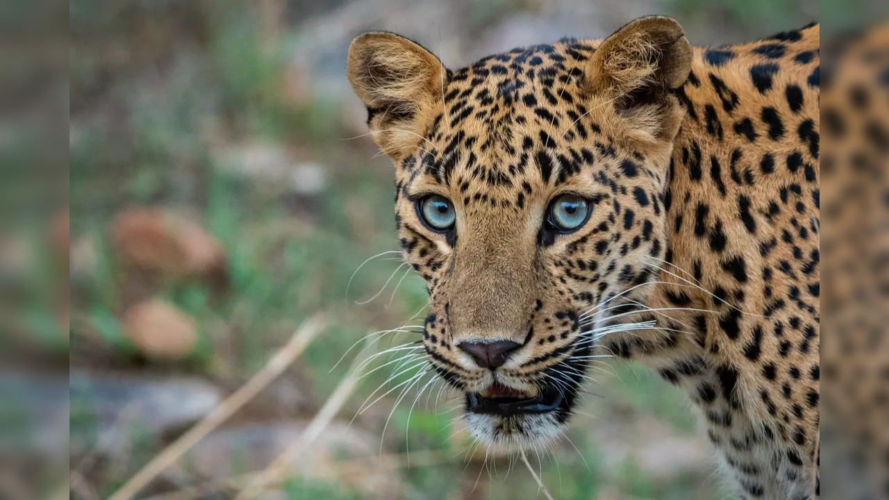 Leopard falls into well while chasing dog in Goa's Canacona, rescued ...