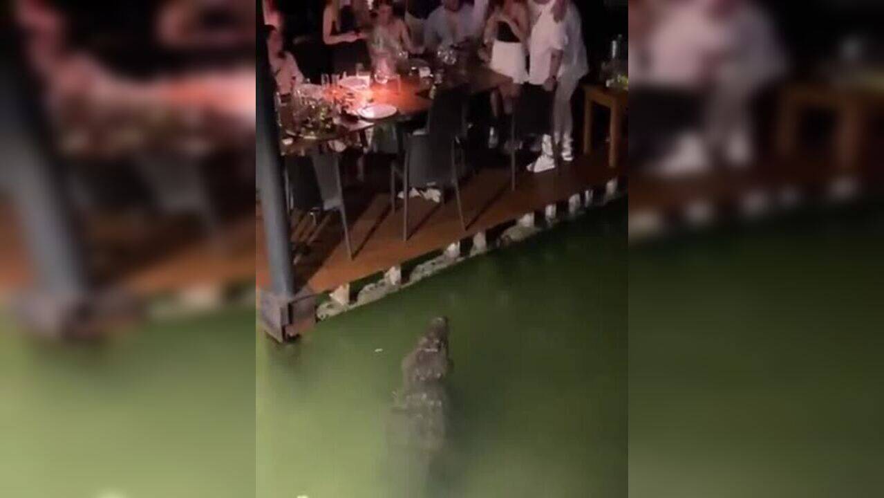 Viral video: Friends party casually as alligator waits for ‘dinner ...