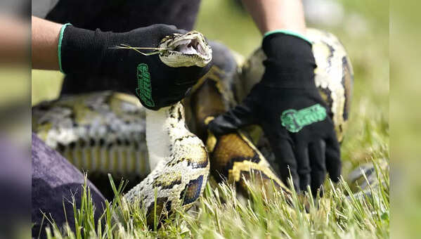 Indonesia python eats woman | 22-ft-long python swallows Indonesian ...