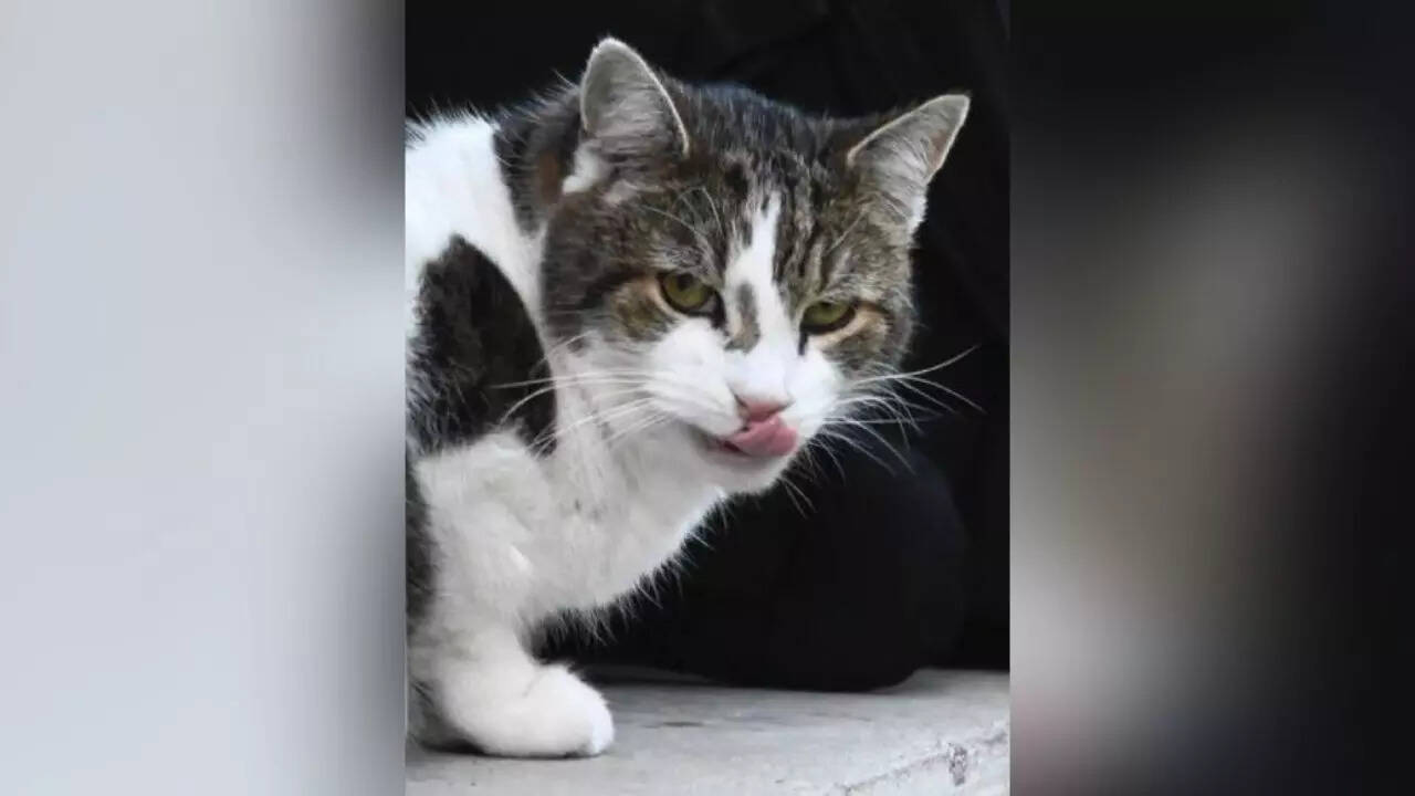 Larry the cat of 10 Downing Street is a celebrity. Here's what you ...