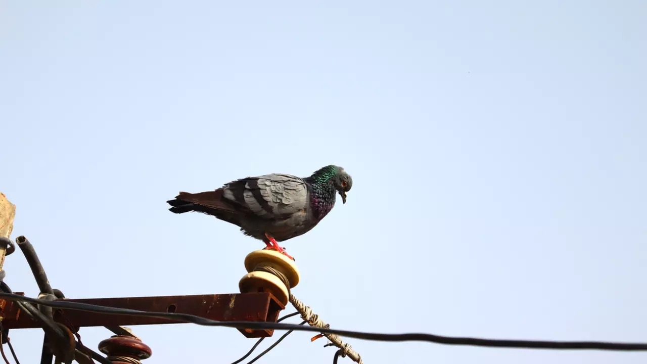 Mysterious disease turns British pigeons into 'zombies’, twists their ...