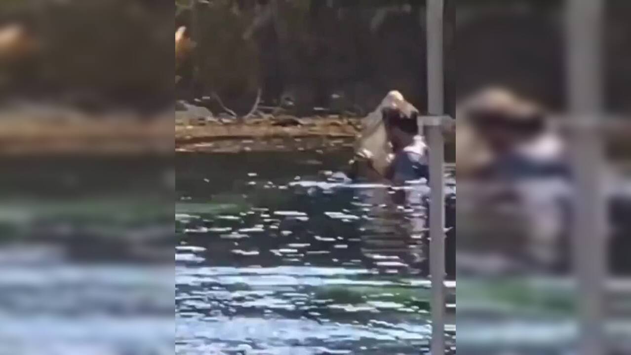 Florida man dances with alligator| Man dances with alligator in pond in ...
