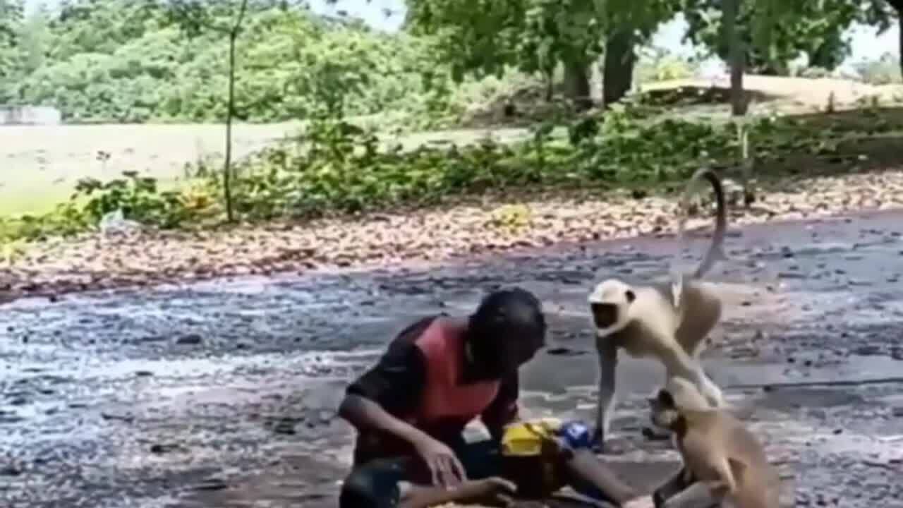 Viral video: Mischievous monkey pulls man’s hair, snatches chips ...