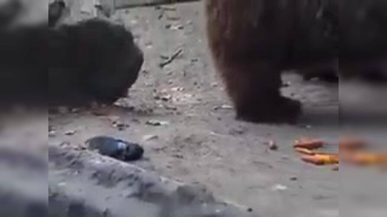 Viral video: Kind bear saves drowning crow, netizens touched | Times Now