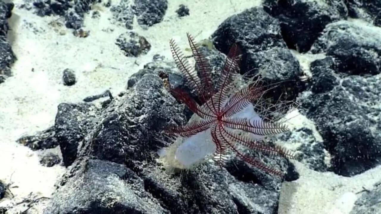 Watch viral video: Rare octopus, 'zombie' sea sponge leave scientists ...