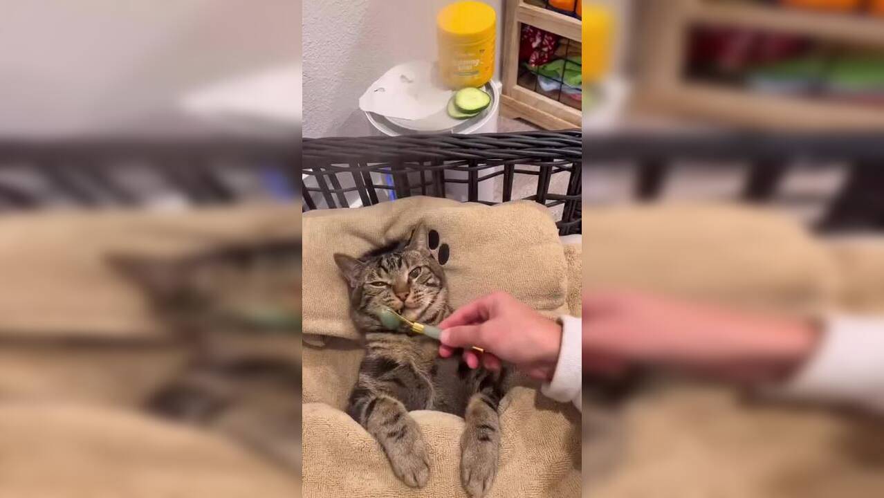 Cat gets pampered in viral clip, netizens can't get over the adorable pet