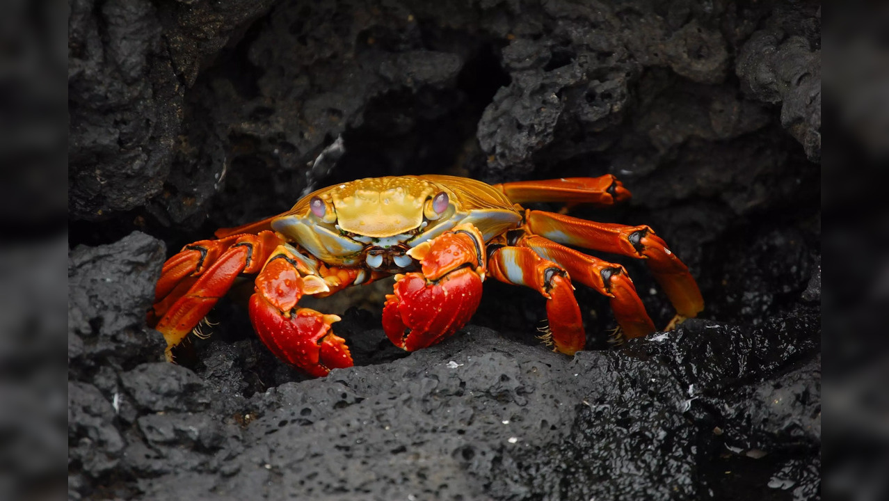 Man eats live crab, diagnosed with severe infections; know all about ...