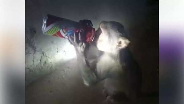Alcoholic monkey in Rae Bareli troubles liquor vendors - Watch viral ...