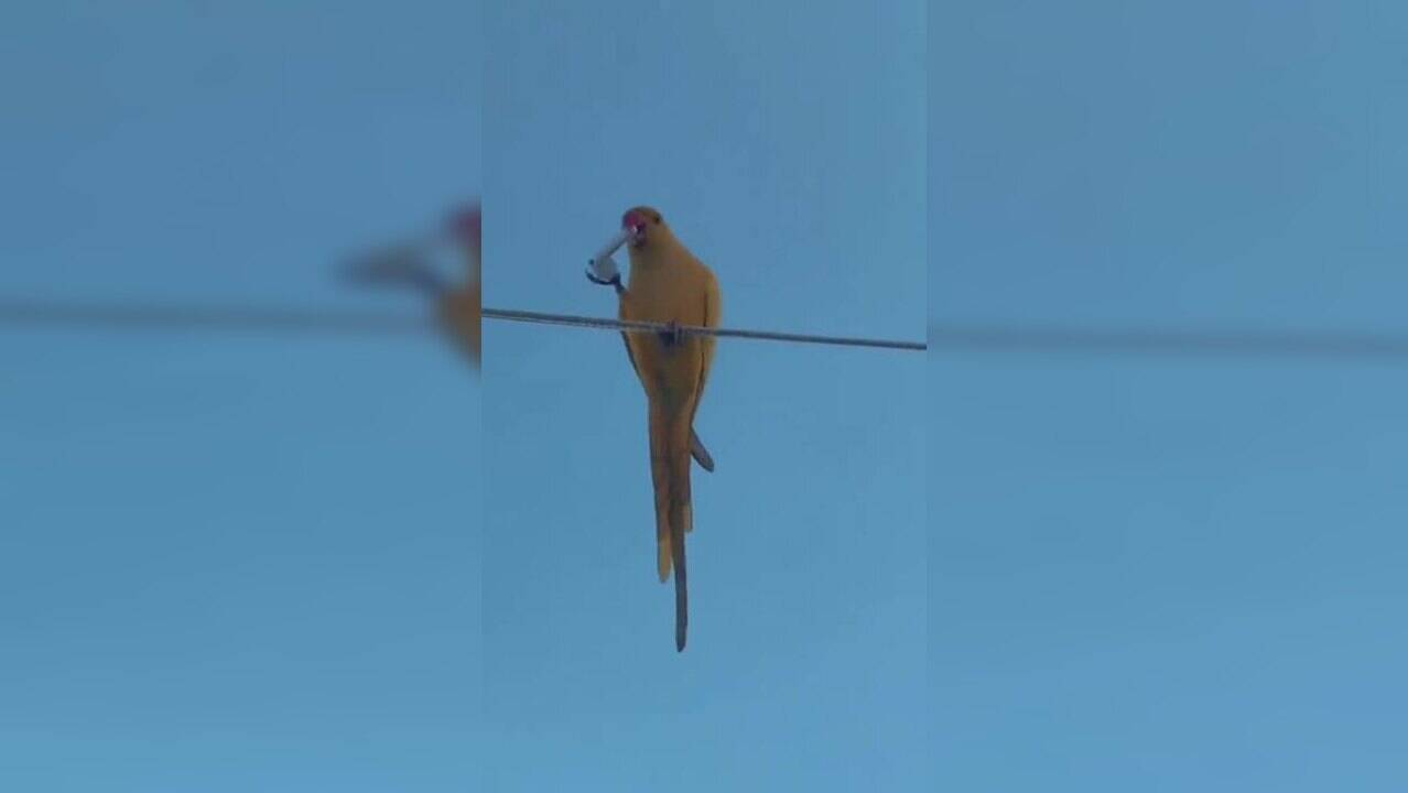 Bird steals earbud from woman refuses to return it in viral video