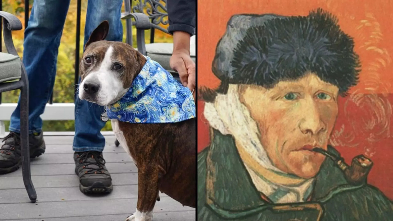 Meet 'Van Gogh' the dog; a one-eared pitbull who paints with his tongue ...
