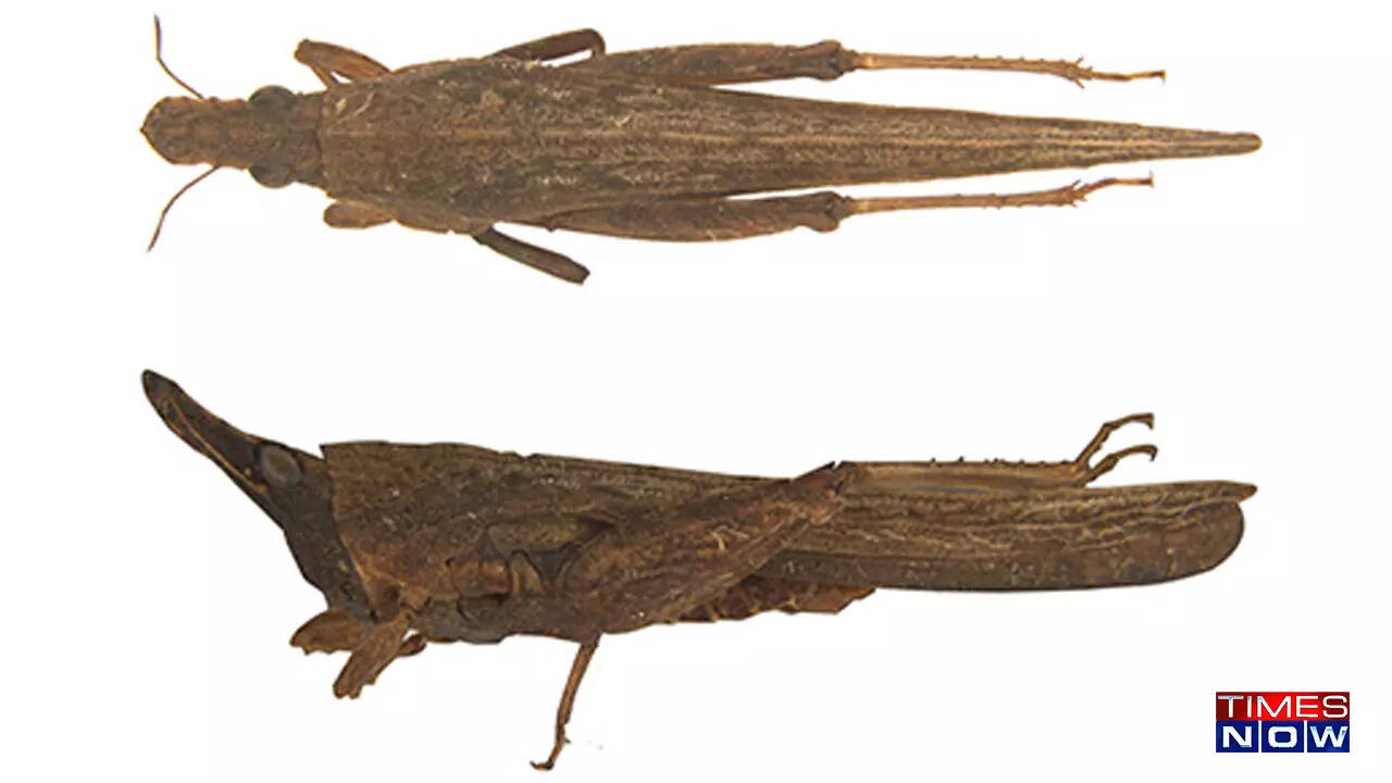 New Study Discovers Grasshopper Species in South India With Sword-Like ...