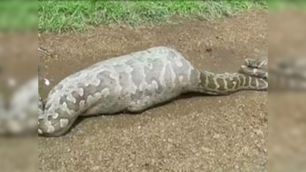 Telangana: Man demands compensation after Python swallows four sheep ...