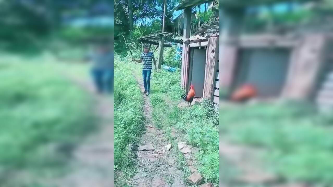 Viral video: Man tries to hit rooster with stick, falls off hilariously after angry bird attacks ...
