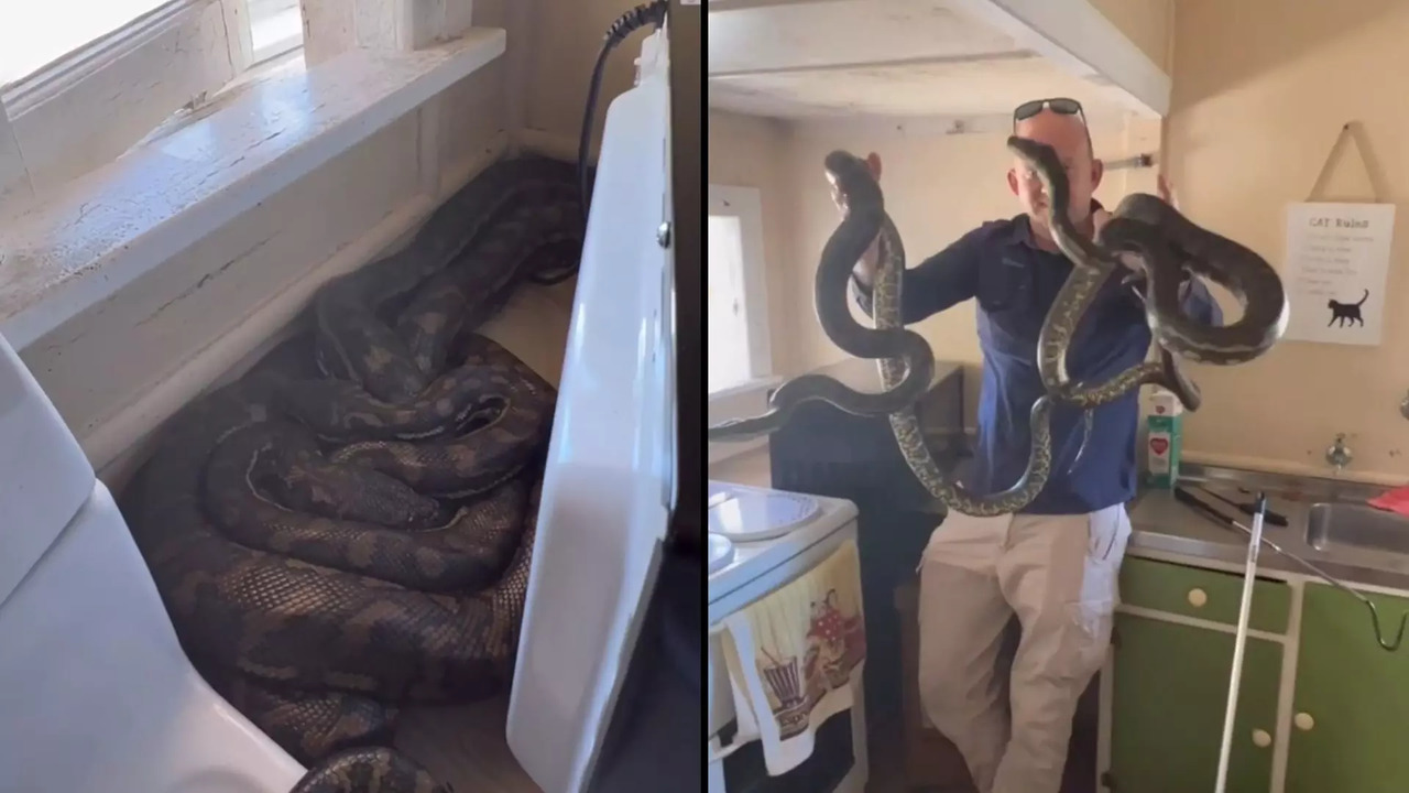 Australian woman looks behind moving microwave to find two pythons ...