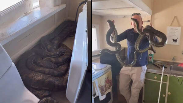 Australian woman looks behind moving microwave to find two pythons ...