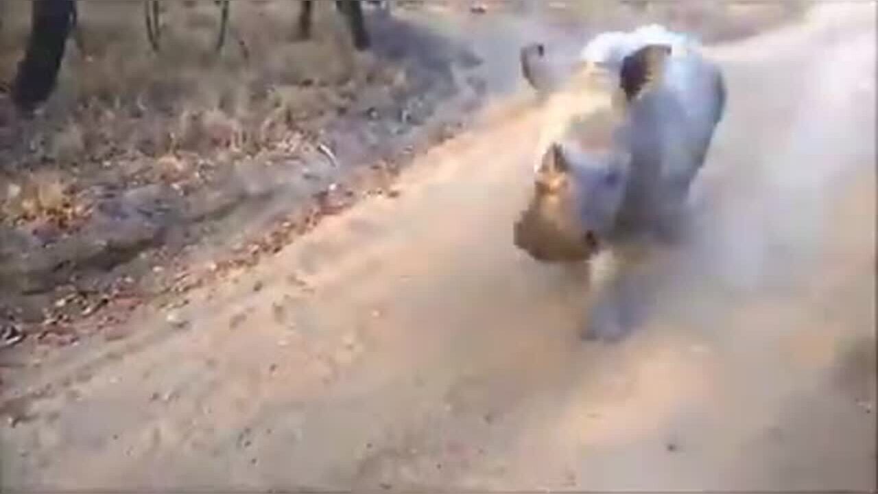 Viral video: Baby rhino tries to jump like a goat, internet can't stop ...