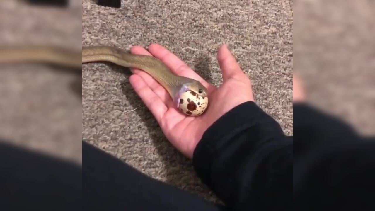 Snake swallows egg, uses sharp blade-like projections on its vertebrae ...