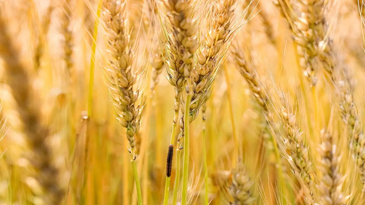 Punjab: Paddy procurement crosses 140 lakh MT; MSP payment of more than ...