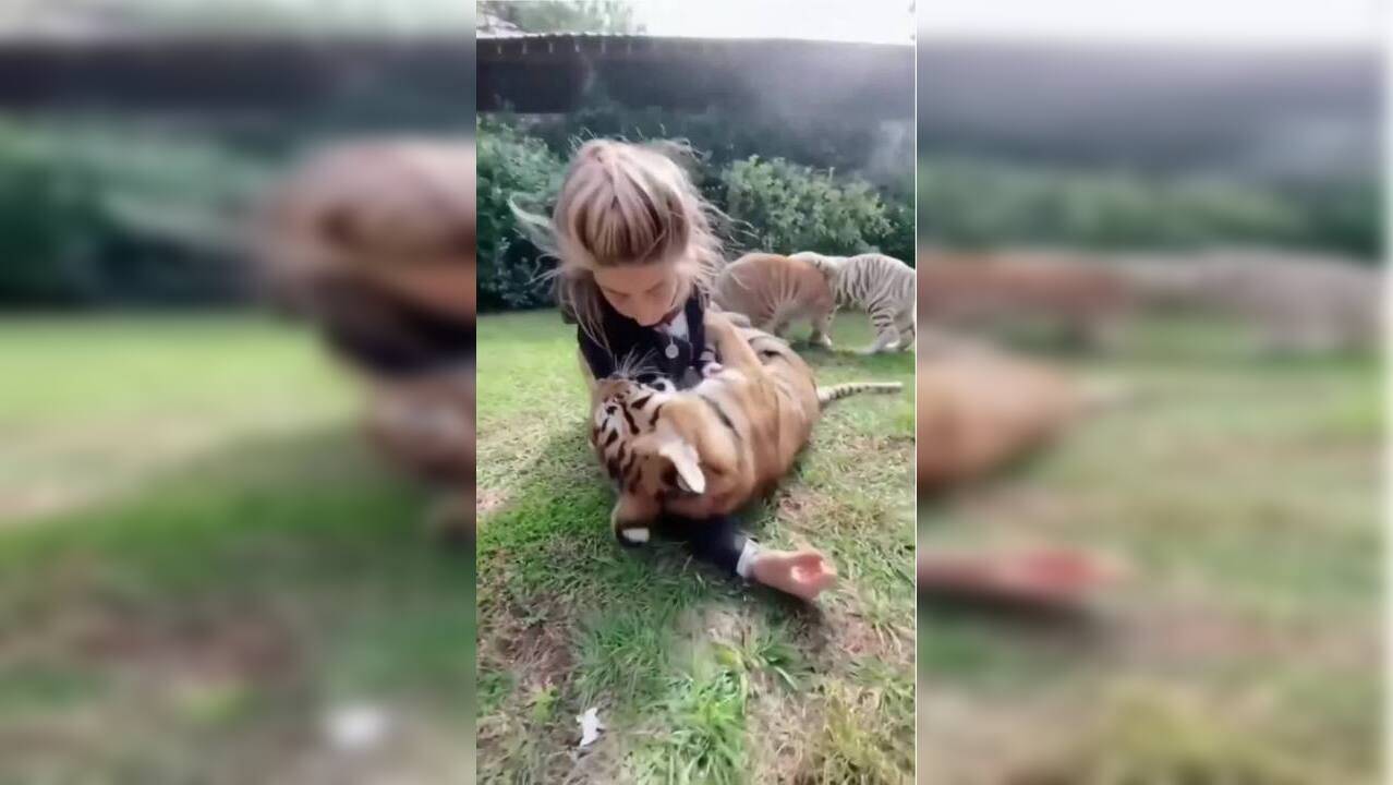 Woman hugs and kisses tiger cubs in viral video, internet calls it ...