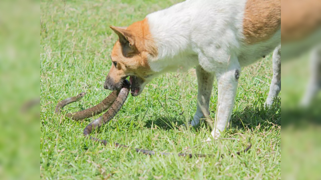 UP: Fearless pet dog kills snake to save owner's life in Mirzapur ...