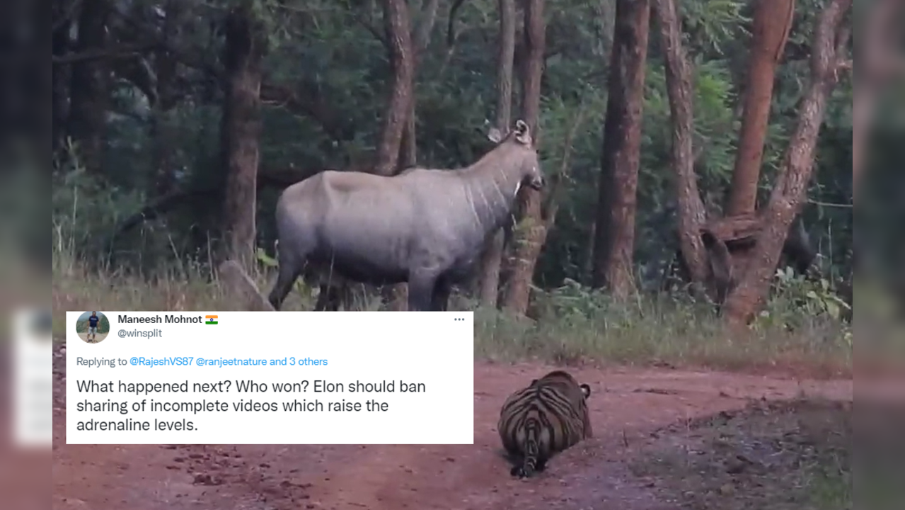 Crouching Tiger, Hungry Nilgai: Big cat sneaks up on its prey by ...