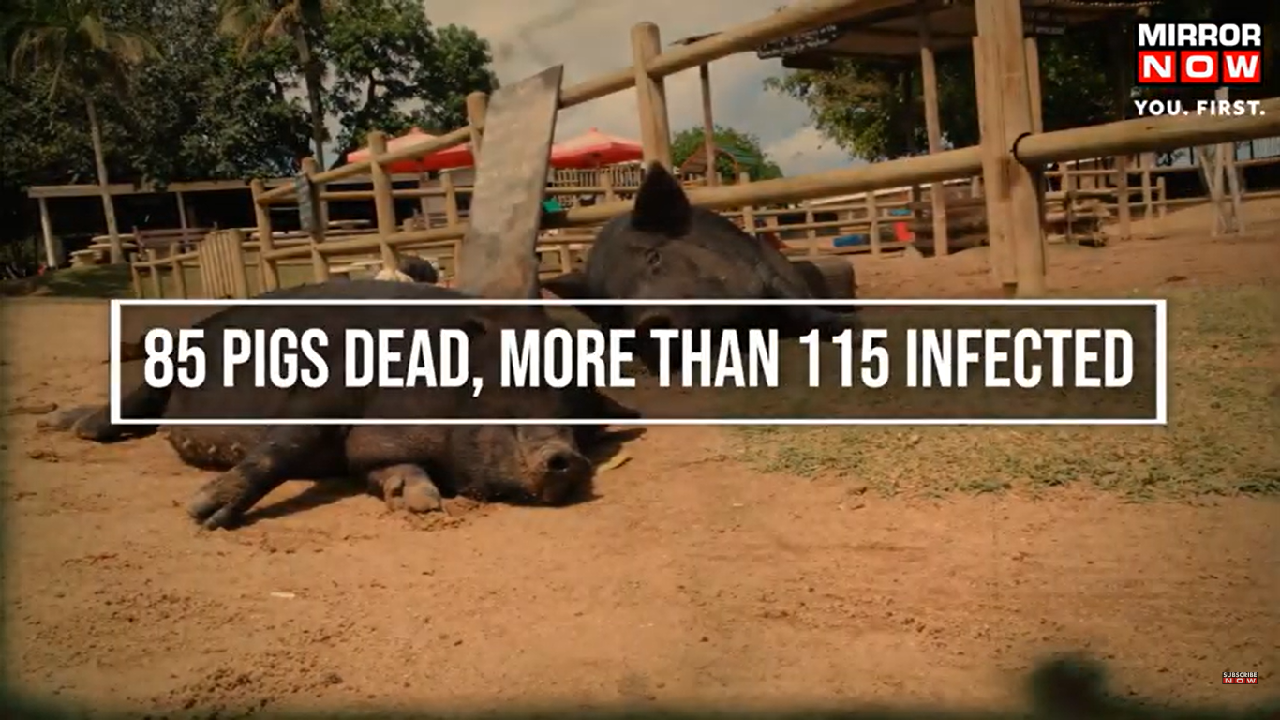 African swine fever grips Madhya Pradesh's Katni, mass death of pigs in ...