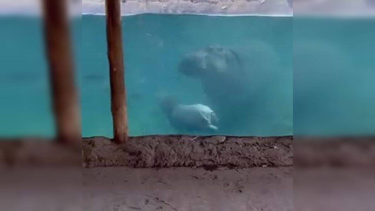 Viral video: Baby hippo's barrel roll attempt underwater makes netizens ...