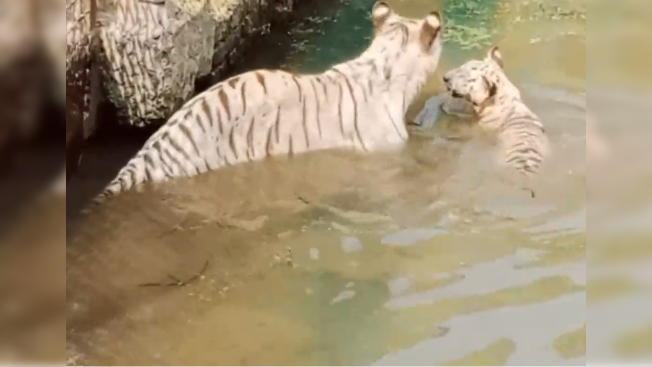Two-month-old white tiger, 'Singham', released in Bhilai's Maitri Bagh ...