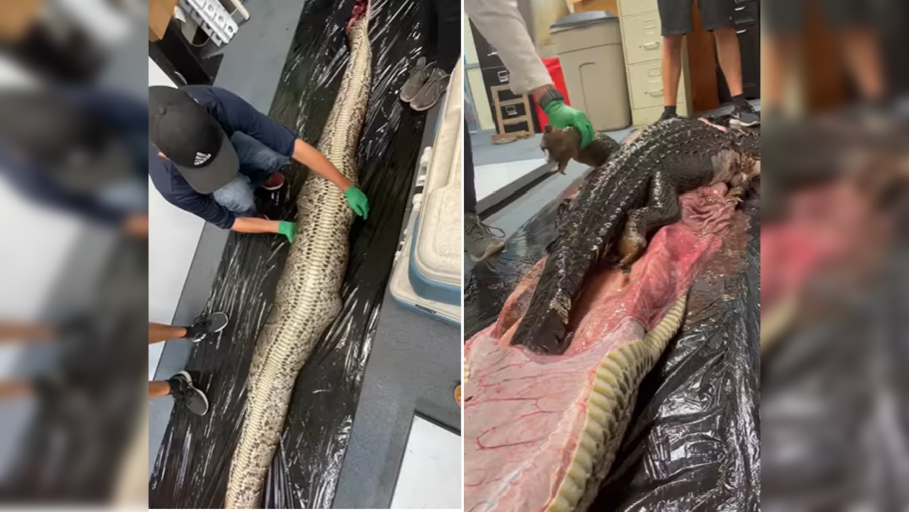 Magar-munch: Whole 5-foot alligator pulled out of the stomach of an 18 ...