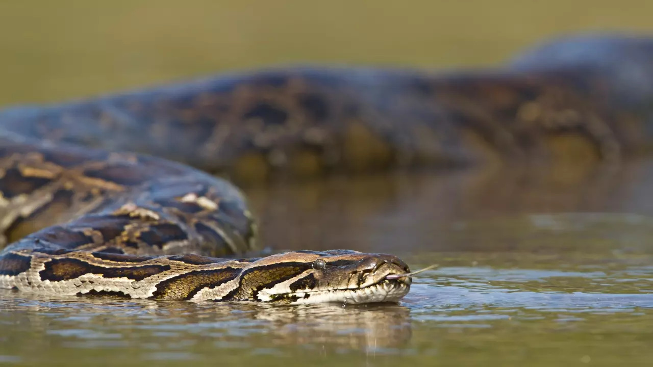 US: 5-foot alligator found inside Burmese Python; pythons initially brought as pets now threaten ...