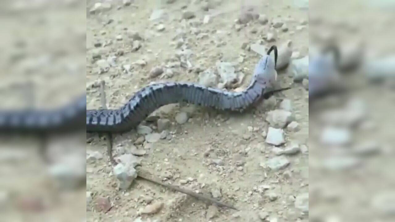 'Such a drama queen!' Hognose snake pretended to be dead to avoid human ...