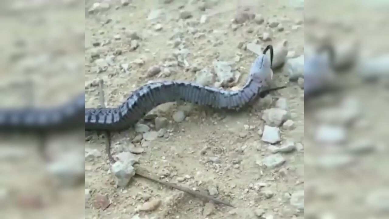 'Such a drama queen!' Hognose snake pretended to be dead to avoid human ...