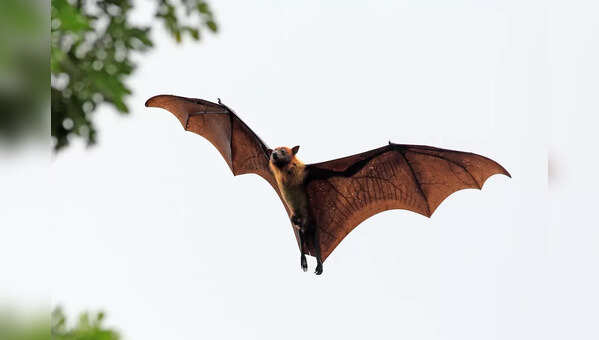 Thai YouTuber eats bats on camera, arrested; know the dangers of eating ...