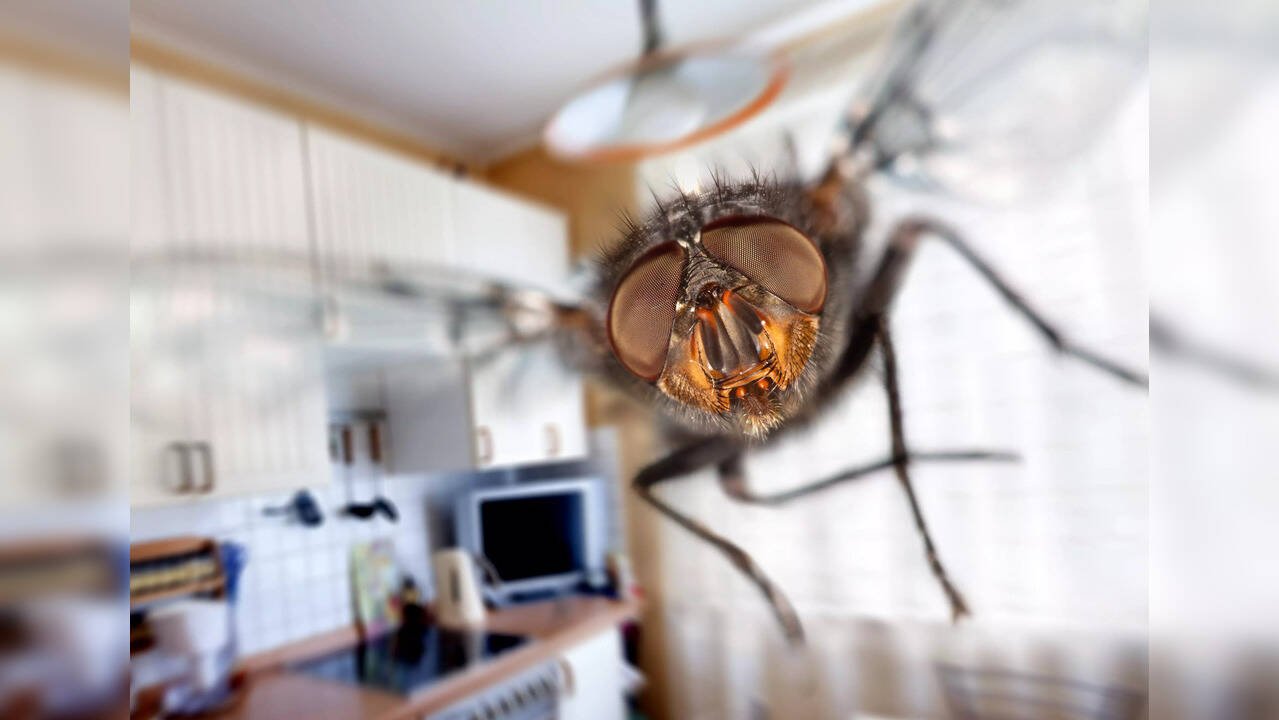 Flies smell the motion of odours and use it to navigate, new research finds