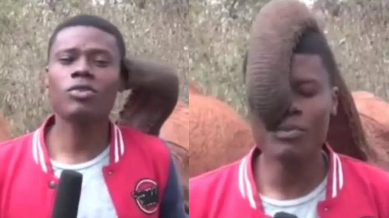 Elephant runs its trunk across reporter's face during broadcast, see ...