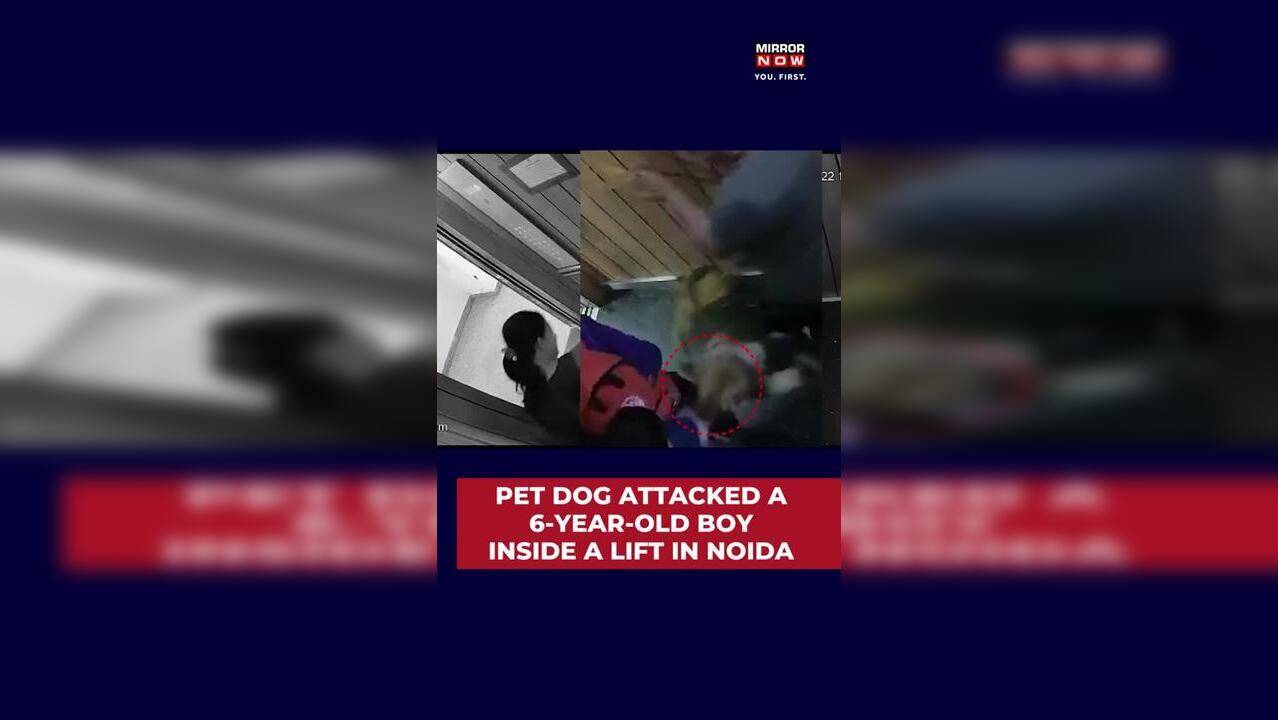 Noida Dog Attack | Leashed Dog bites a schoolboy in Noida’s Lift, CCTV ...