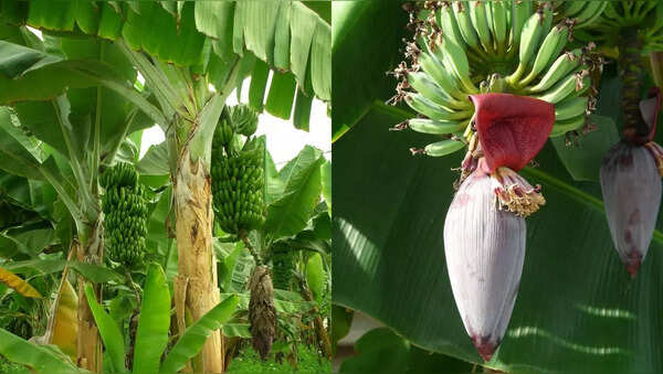 Thursday Fasting Rules : Know why Banana tree is worshipped on Thursday ...