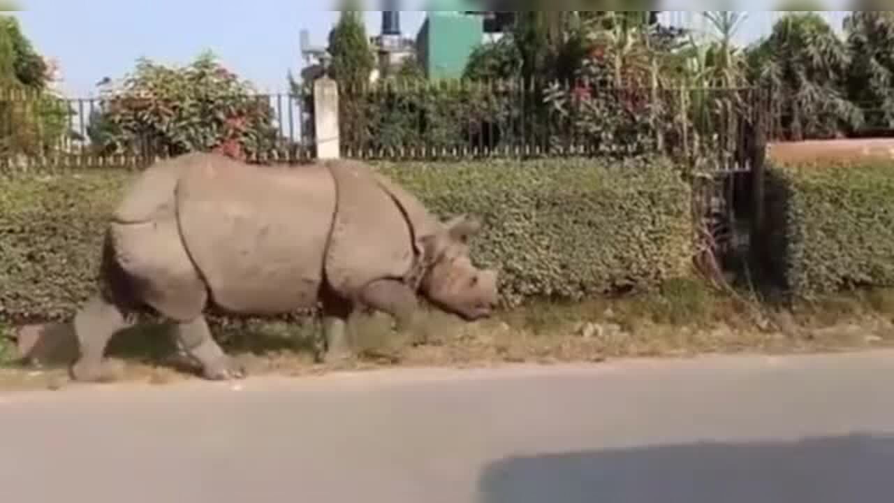 Viral video today| Viral video: Rhino disturbs sleeping street dog, its ...