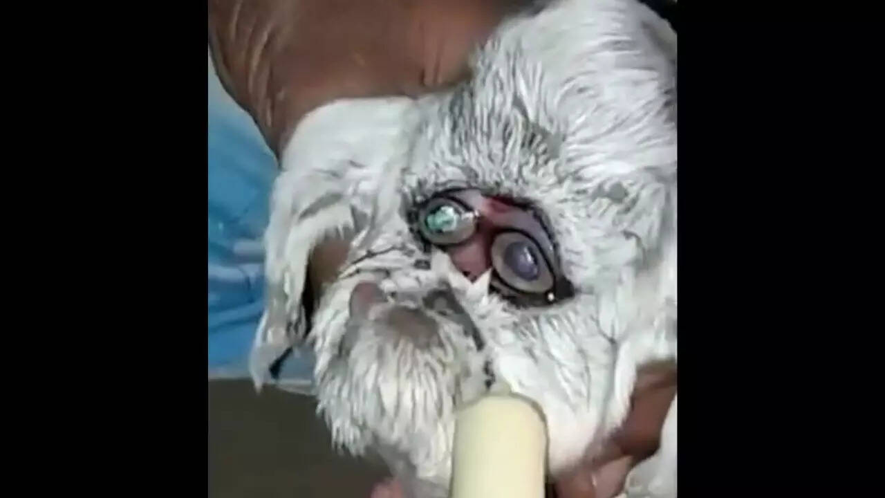 MP: Goat born with human face looks like a grumpy old man with beard ...