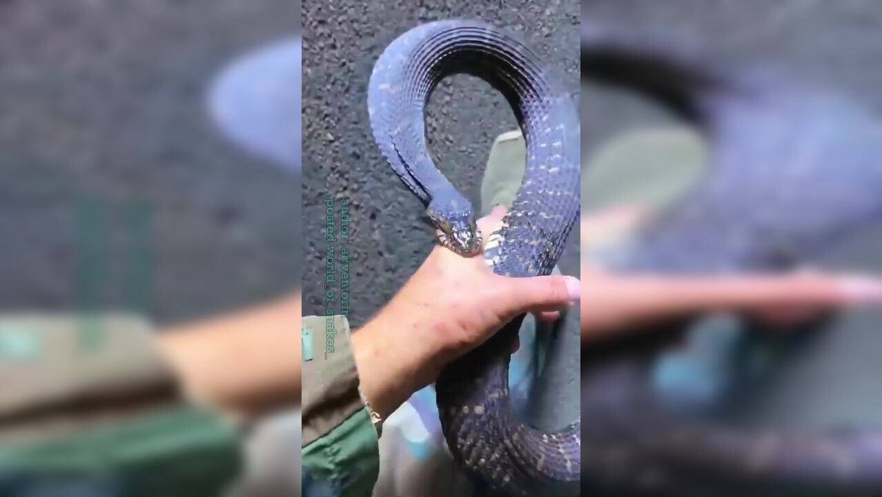 Viral video: Man casually lets snake bite himself multiple times, ends ...