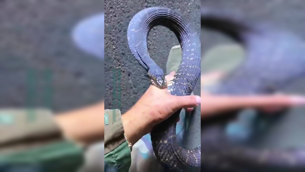 Viral video: Man casually lets snake bite himself multiple times, ends ...
