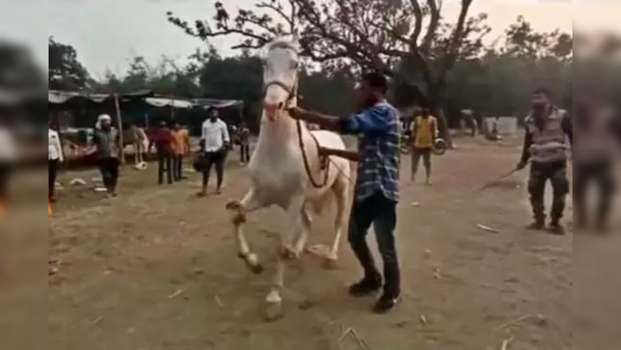 Dancer Bahubali: Horse at Bihar's Sonepur fair dances when ghungroos ...