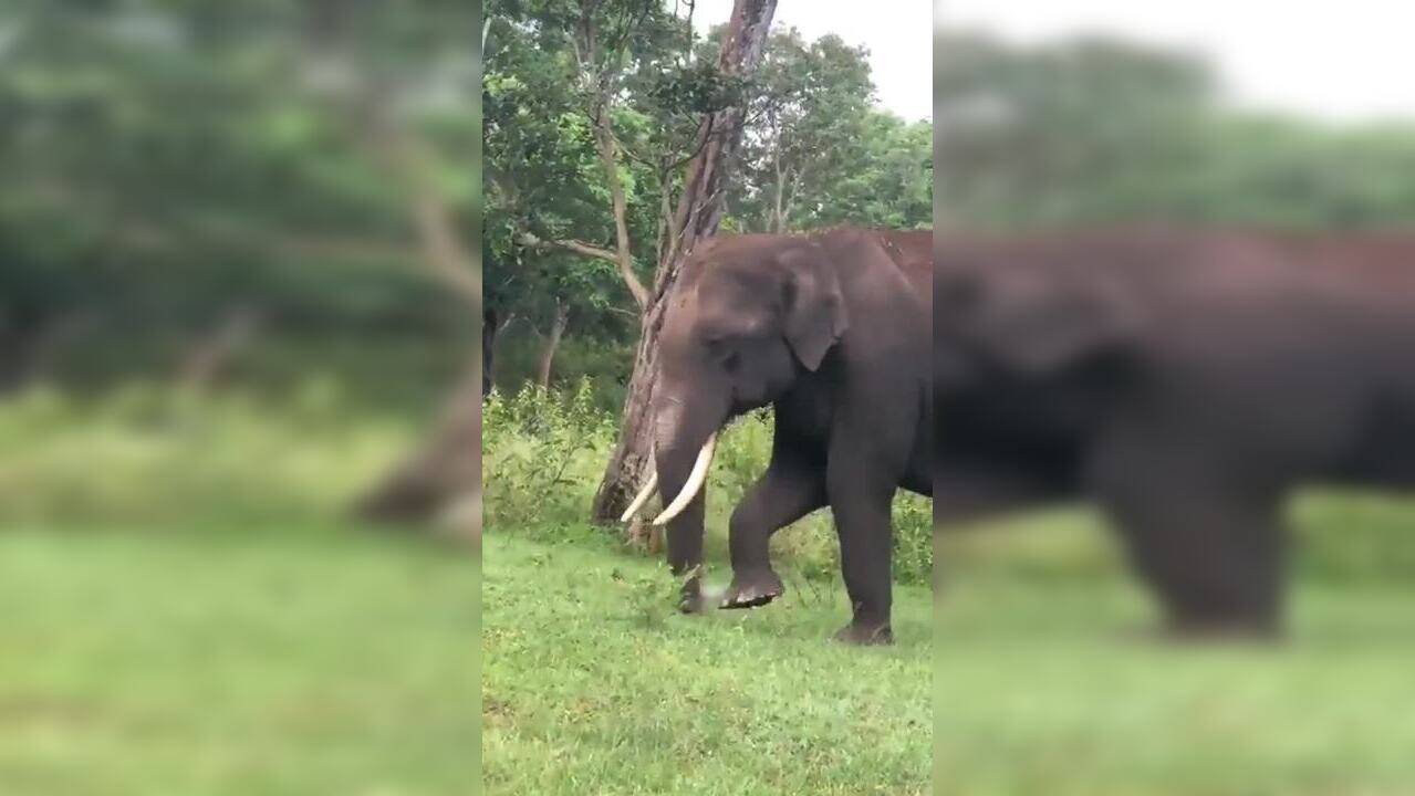 Heart-wrenching video of elephant eating plastic waste goes viral, IFS ...