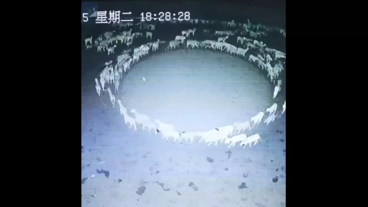 MYSTERY: Viral video shows flock of sheep walking in circles for days ...