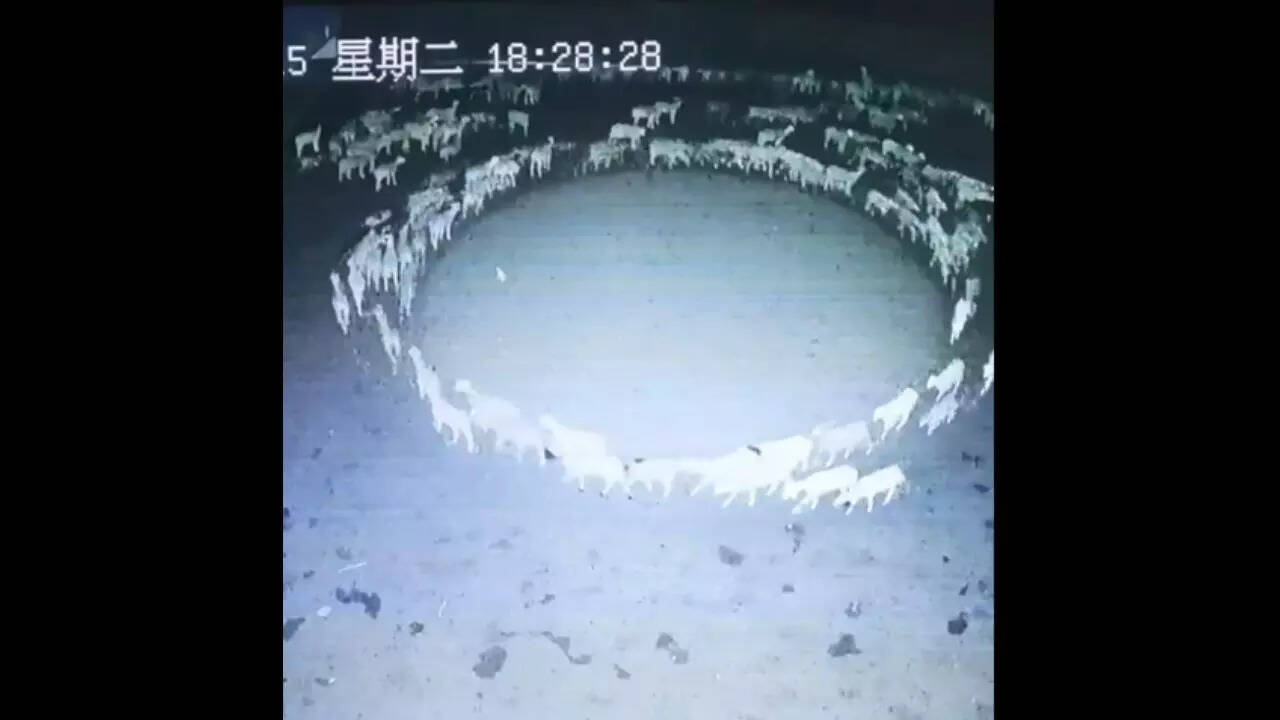 MYSTERY: Viral video shows flock of sheep walking in circles for days ... MYSTERY: Viral video shows flock of sheep walking in circles for days ...
