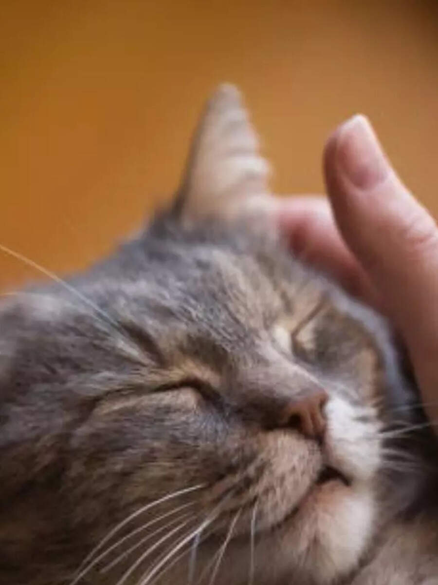 7 tell-tail signs a cat is happy around you | Times Now