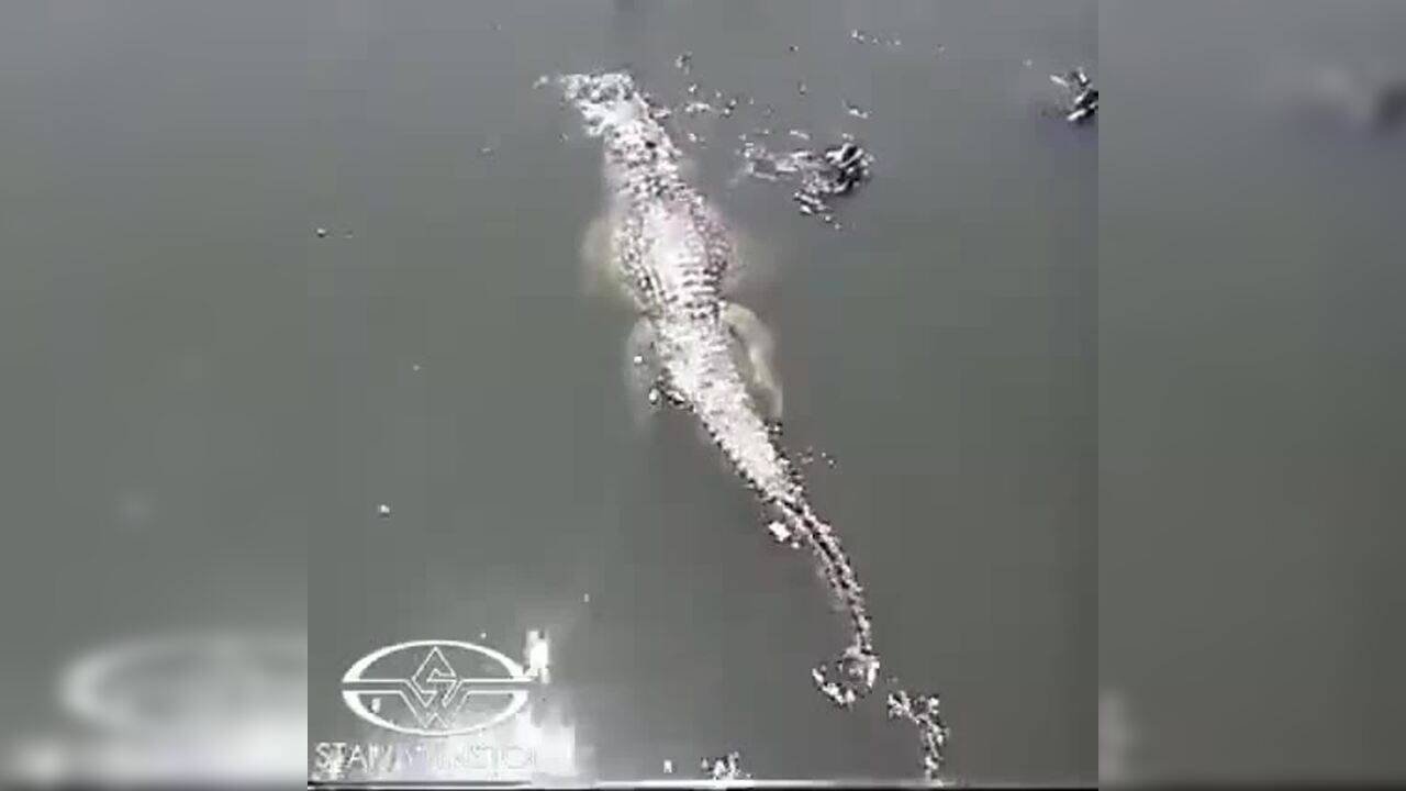 The world's largest crocodile? Footage of giant 29-foot reptile at ...