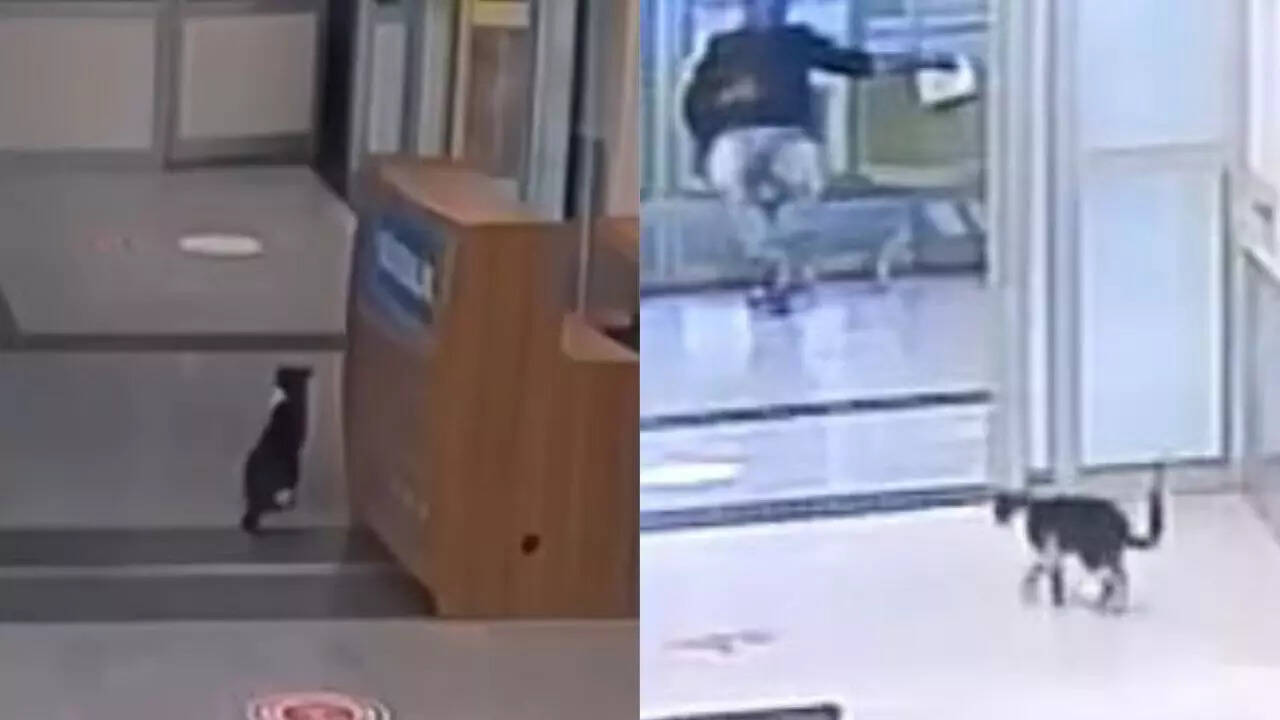 Injured cat visits hospital on its own in Turkey - Watch viral video ...