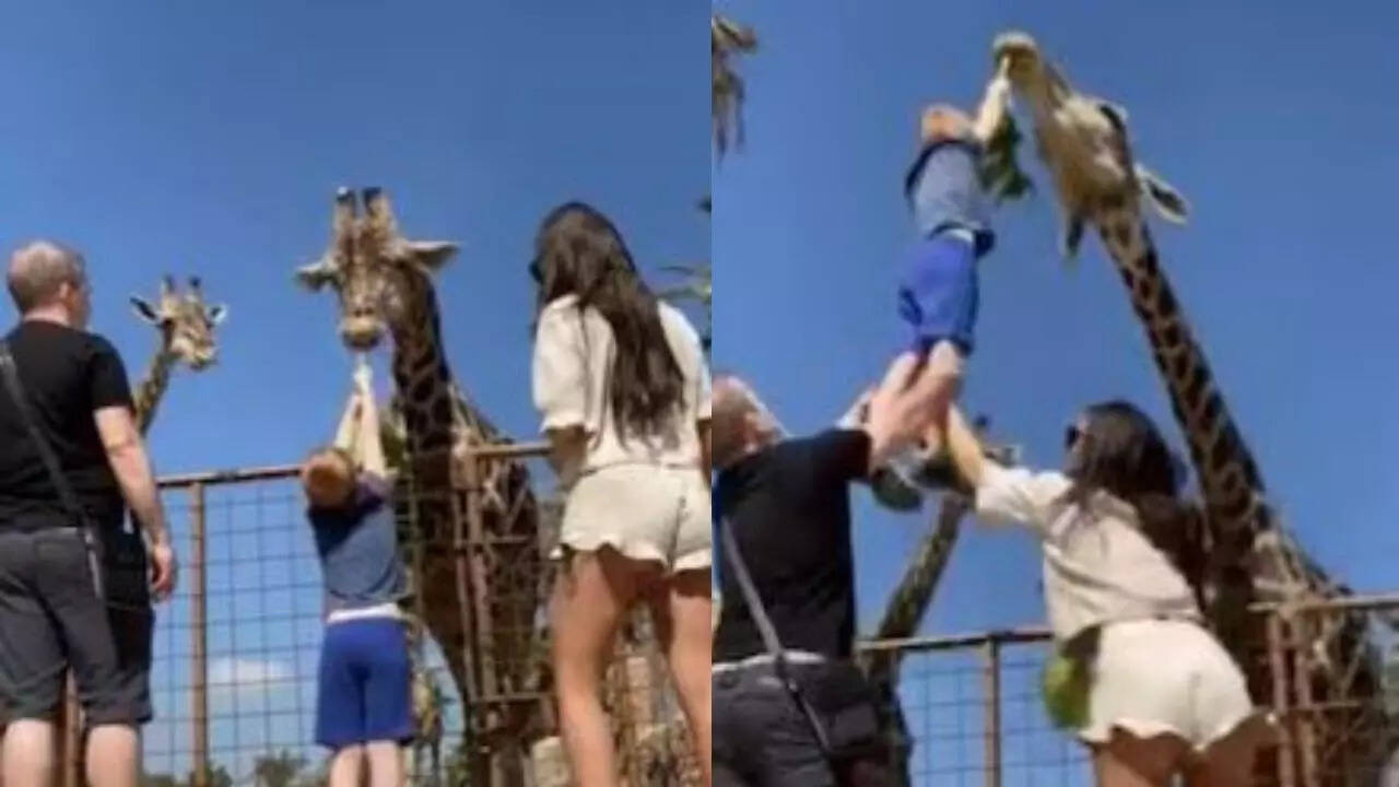 Viral video: Giraffe lifts up boy in air after he tries to feed the ...