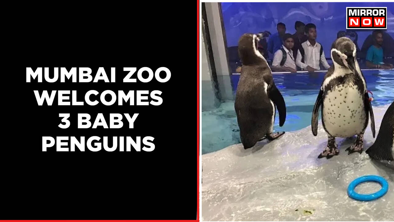 Mumbai's Zoo Welcomes 3 Baby Penguins | Veermata Jijabai Bhosale Udyan ...
